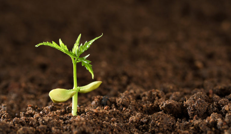 Planted not Buried - FishTank Faith